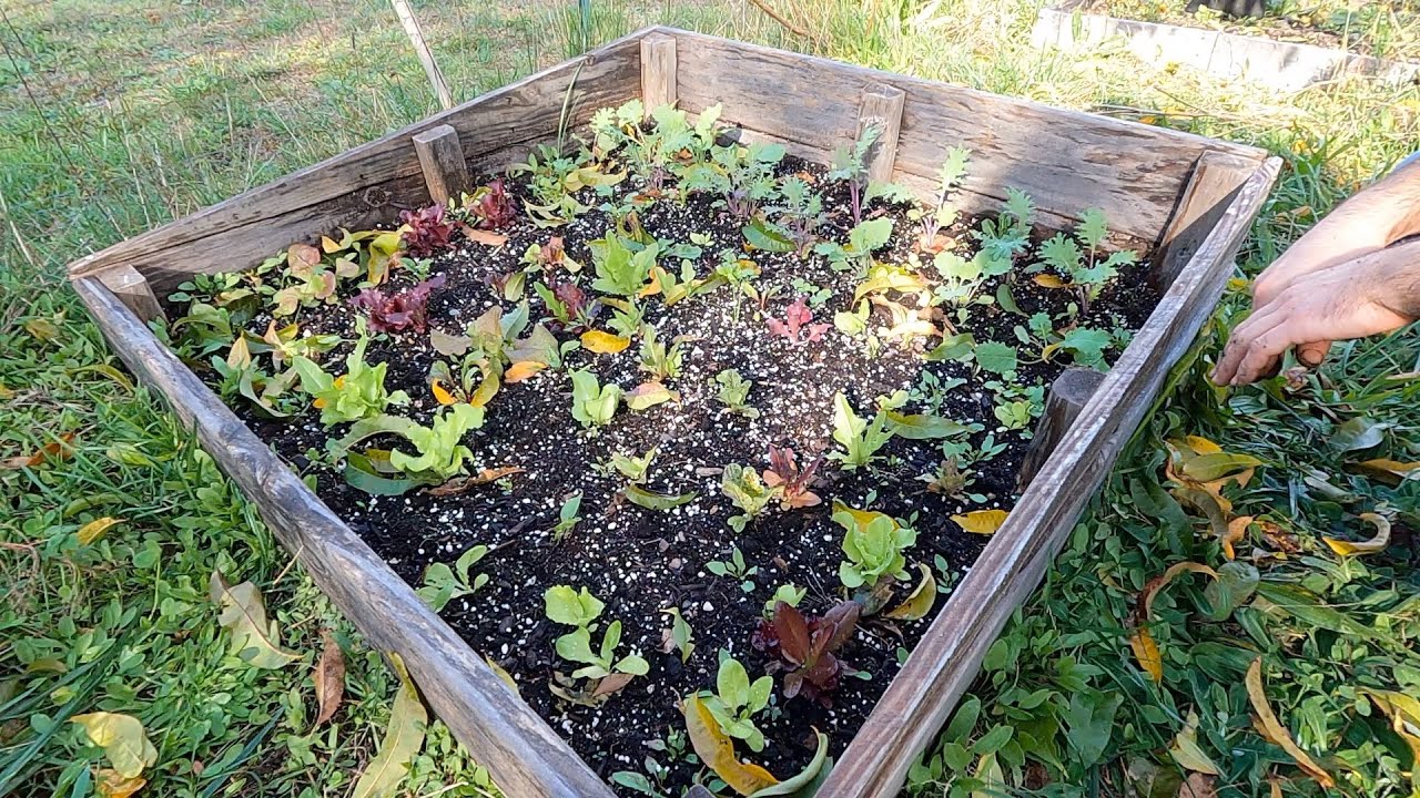 Cold Frame and Other Pallet Projects - YouTube
