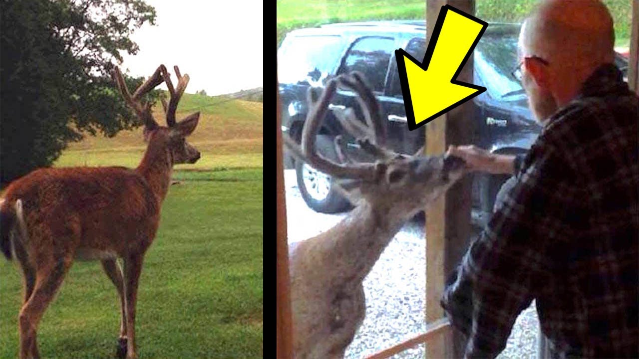 Dying, Elderly Man Is Ready To Say Goodbye When A Deer Does The Most ...
