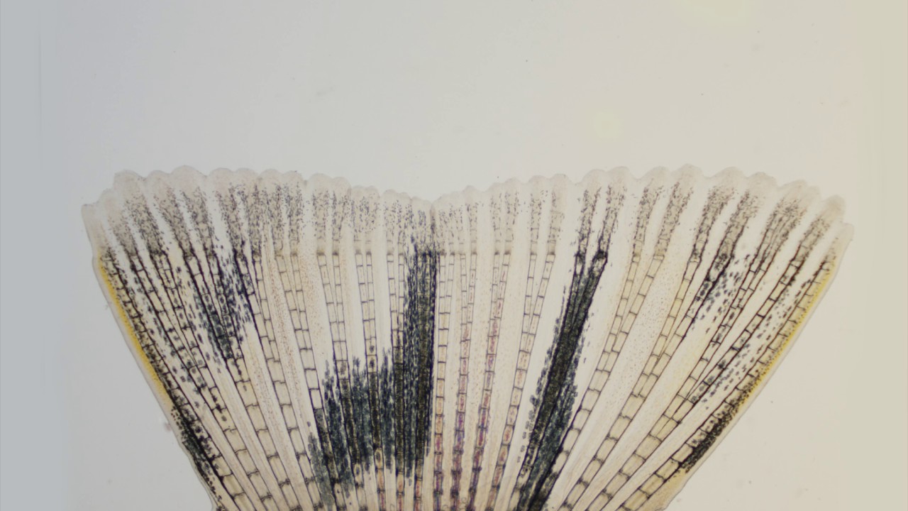 How to regrow a zebrafish tail - YouTube