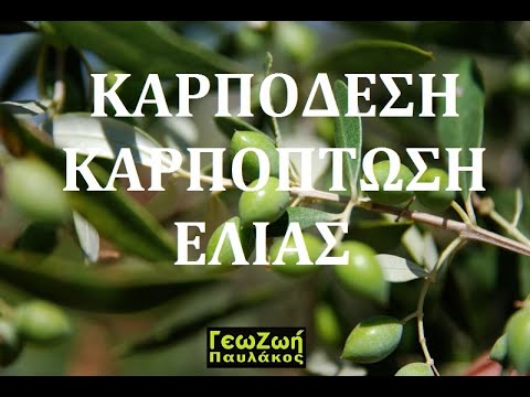 ΓΕΩΖΩΗ - ΚΑΡΠΟΔΕΣΗ ΚΑΙ ΚΑΡΠΟΠΤΩΣΗ ΕΛΙΑΣ - YouTube