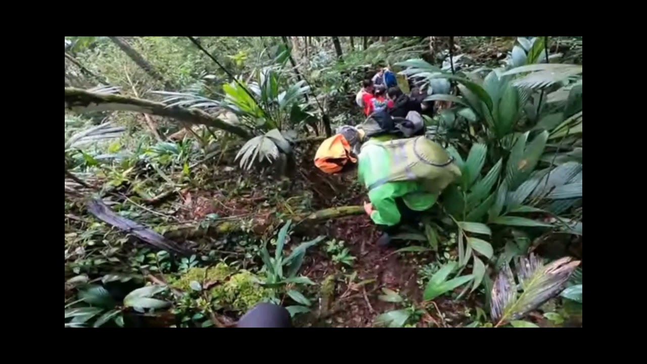 Cacing tanah gergasi warna biru , Gunung Benum , Pahang. - YouTube