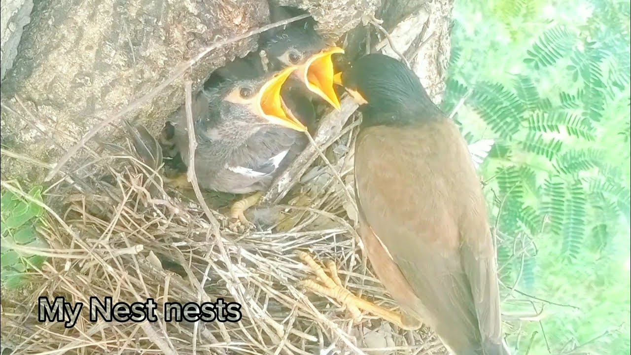 The mother goes out to find food for herself, the children are really ...