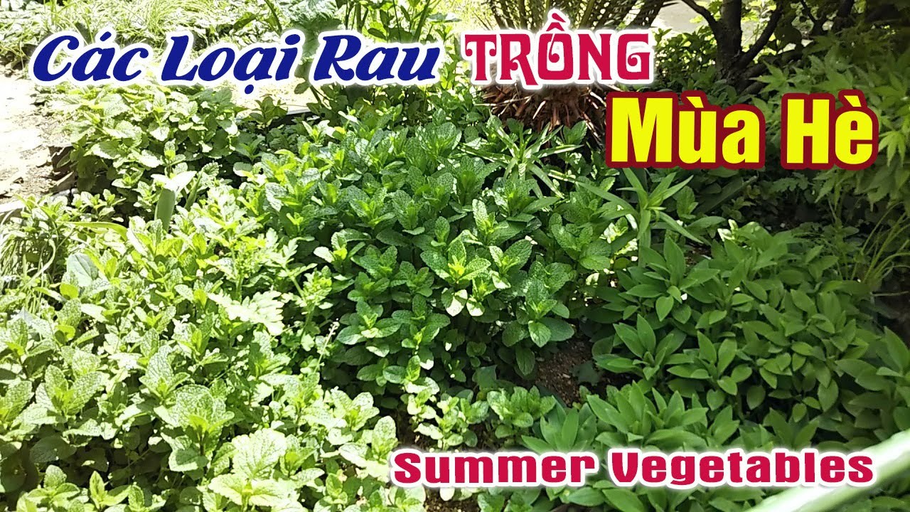 Các loại Rau trồng Mùa Hè _ Summer Vegetables - YouTube