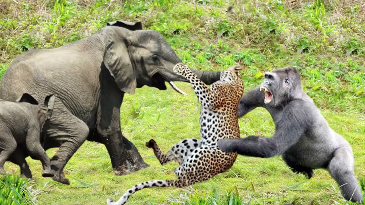 Leopard Ambush Baby Gorilla On Tall Tree, Elephant Failed Rescue Baby ...