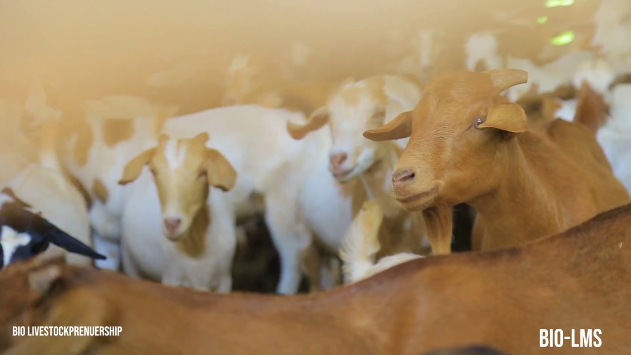 Goats 7: How to successfully manage a goat breeding or mating season ...