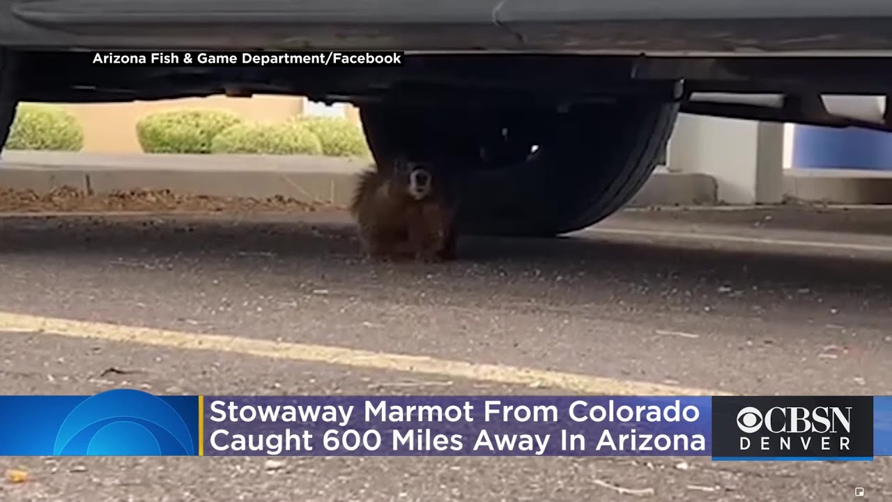 Stowaway Marmot From Colorado Caught 600 Miles Away In Arizona - YouTube