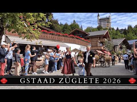 Gstaad Züglete 2026 – Tausende Zuschauer, prächtige Kühe, eine Legende