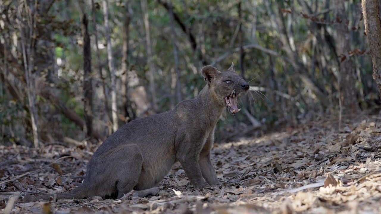 Madagascar's amazing Fosa - YouTube