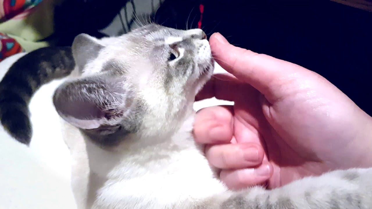 Kitten Tries to Eat Hand | Will She Succeed? - YouTube