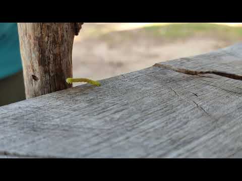 Rups 🐛 kruipt zoals in cartoon