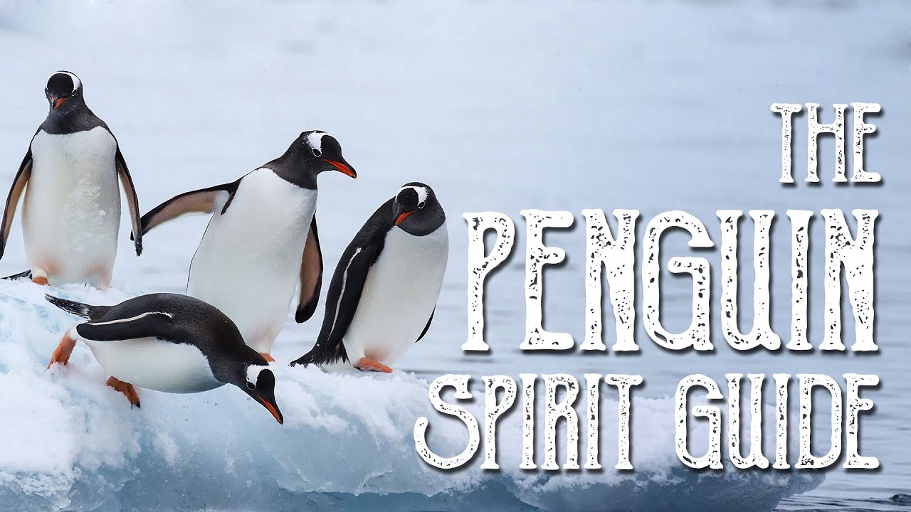 Penguin Spirit Guide - Ask the Spirit Guides Oracle - Totem Animal ...