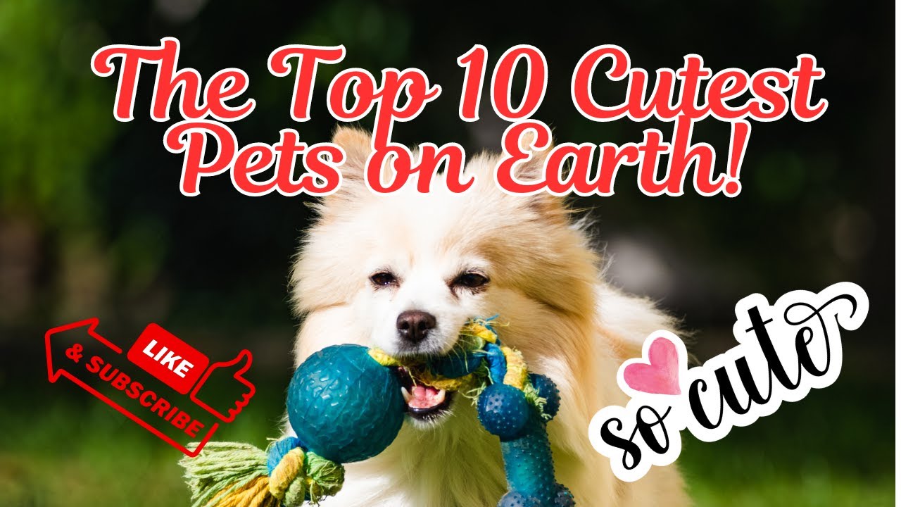 The Top 10 Cutest Pets on Earth! - YouTube
