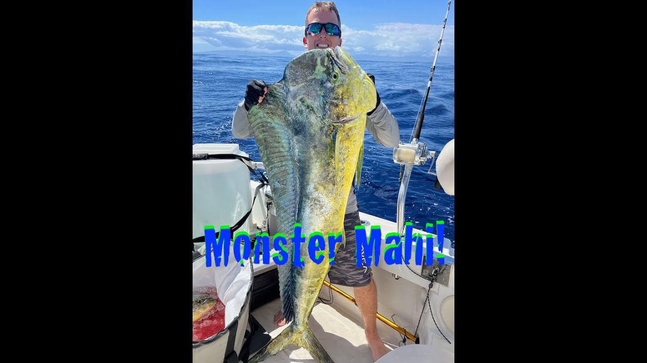 Monster Mahi Mahi On Live Bait! Hawaii Fishing - YouTube