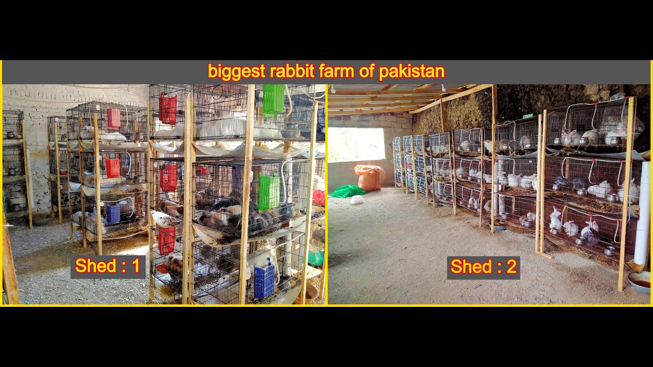 Biggest rabbit farm of Pakistan | SS Rabbits - YouTube