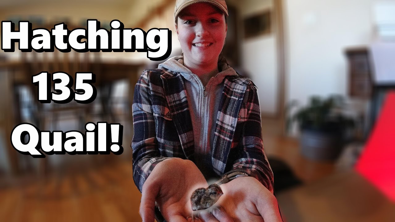 Incubating and Hatching Bobwhite Quail in Iowa! | #hisea | Izella the ...