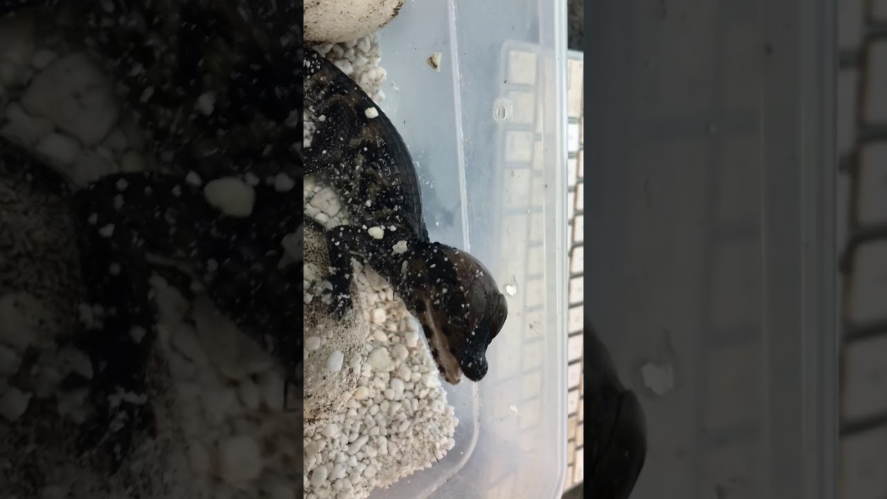 Baby Dwarf Caiman hatching 1 - YouTube