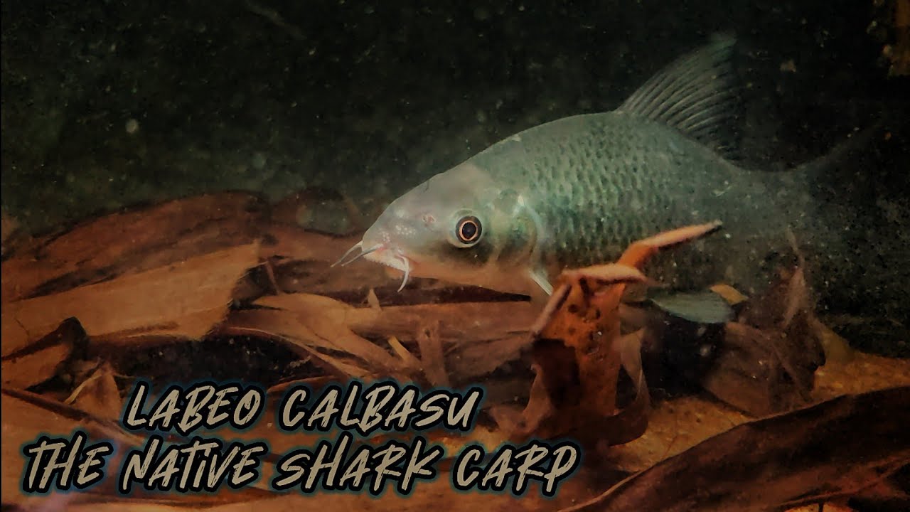 Labeo Calbasu CARP | A shark shaped carp | Native monster | Aqua ...