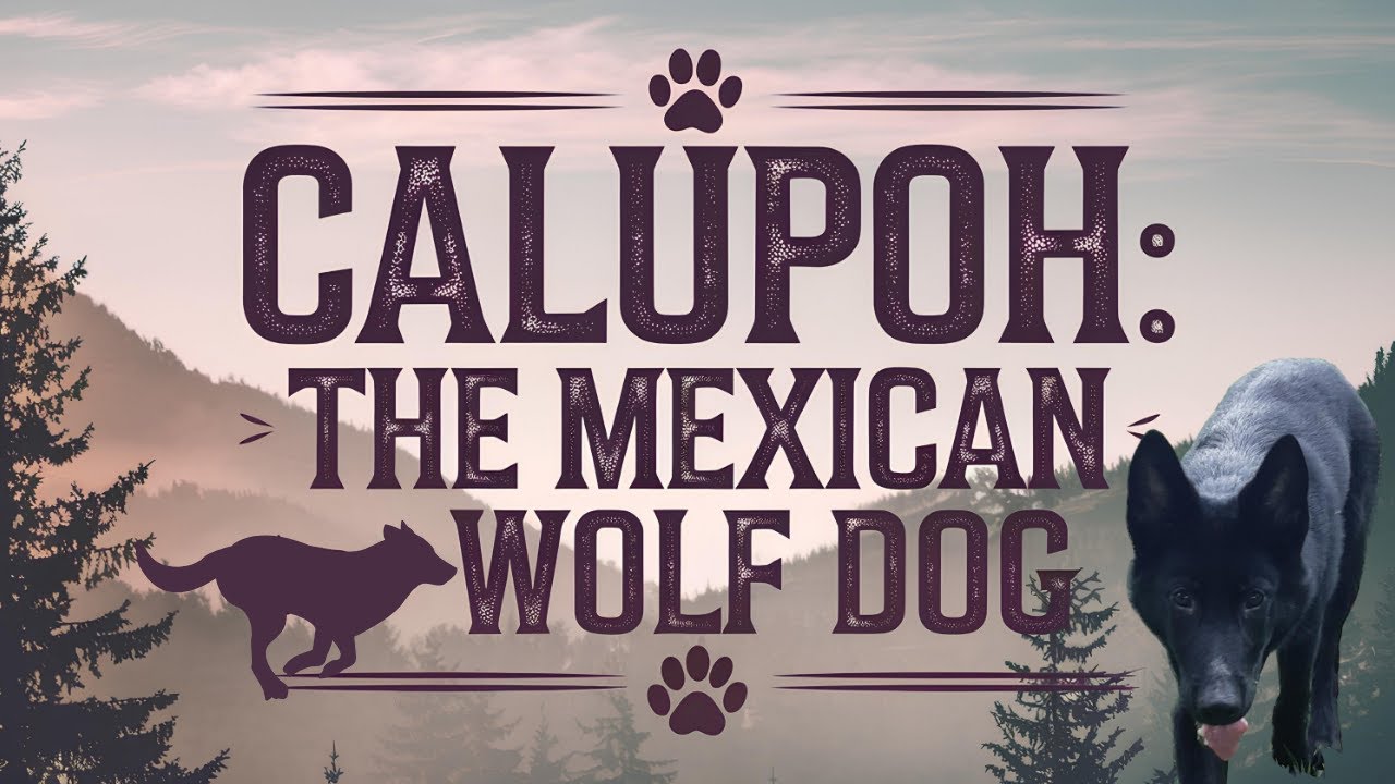 The Calupoh: The Ultimate Guide to the Mexican Wolf Dog - YouTube