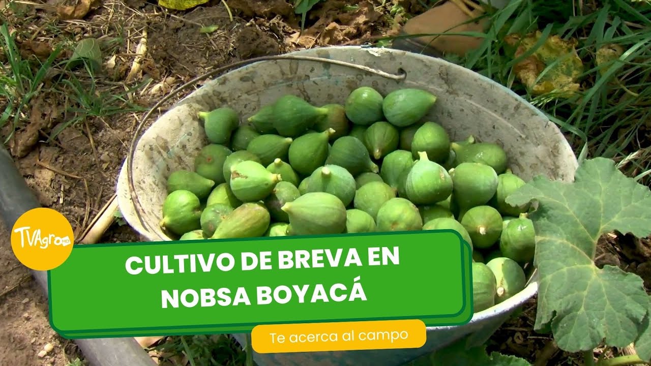 Cultivo de breva en Nobsa, Boyacá - TvAgro por Juan Gonzalo Angel ...
