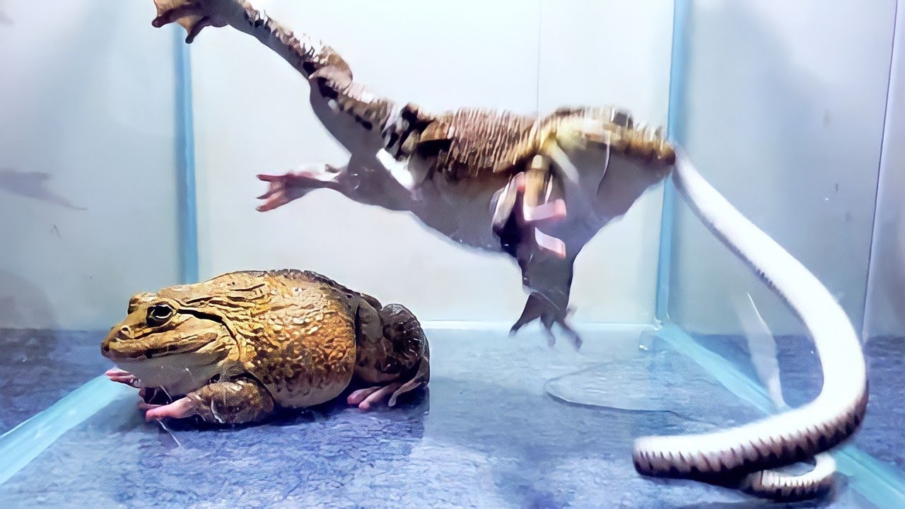 Asian Bullfrog Catch Big Snake & Mouse! Mr Frog Live Feeding - YouTube
