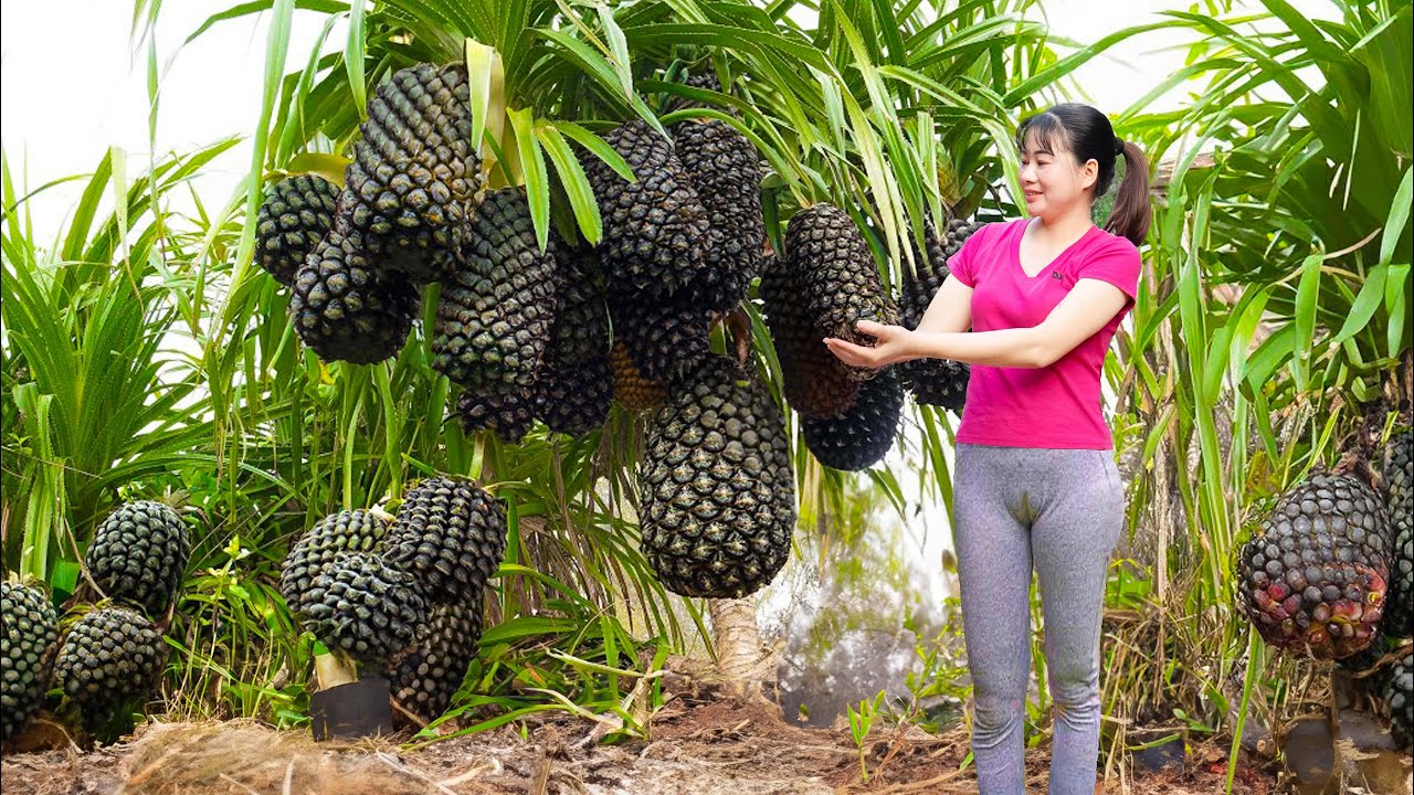 SHOCKING! Harvesting Giant Forest Pineapple Goes to market sell | Lý Thị Luyến - YouTube