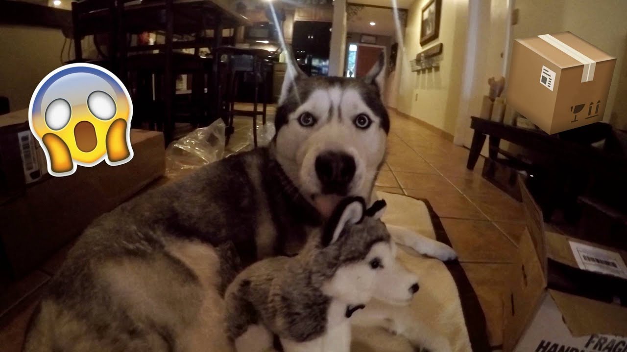 SOMEONE SENT US GOHAN'S HUSKY TWIN?! - Husky Fan Mail #2 - YouTube