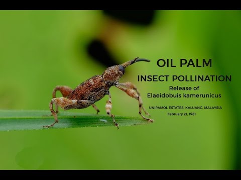 Oil Palm Pollination: Original footage of the release of Elaeidobious ...