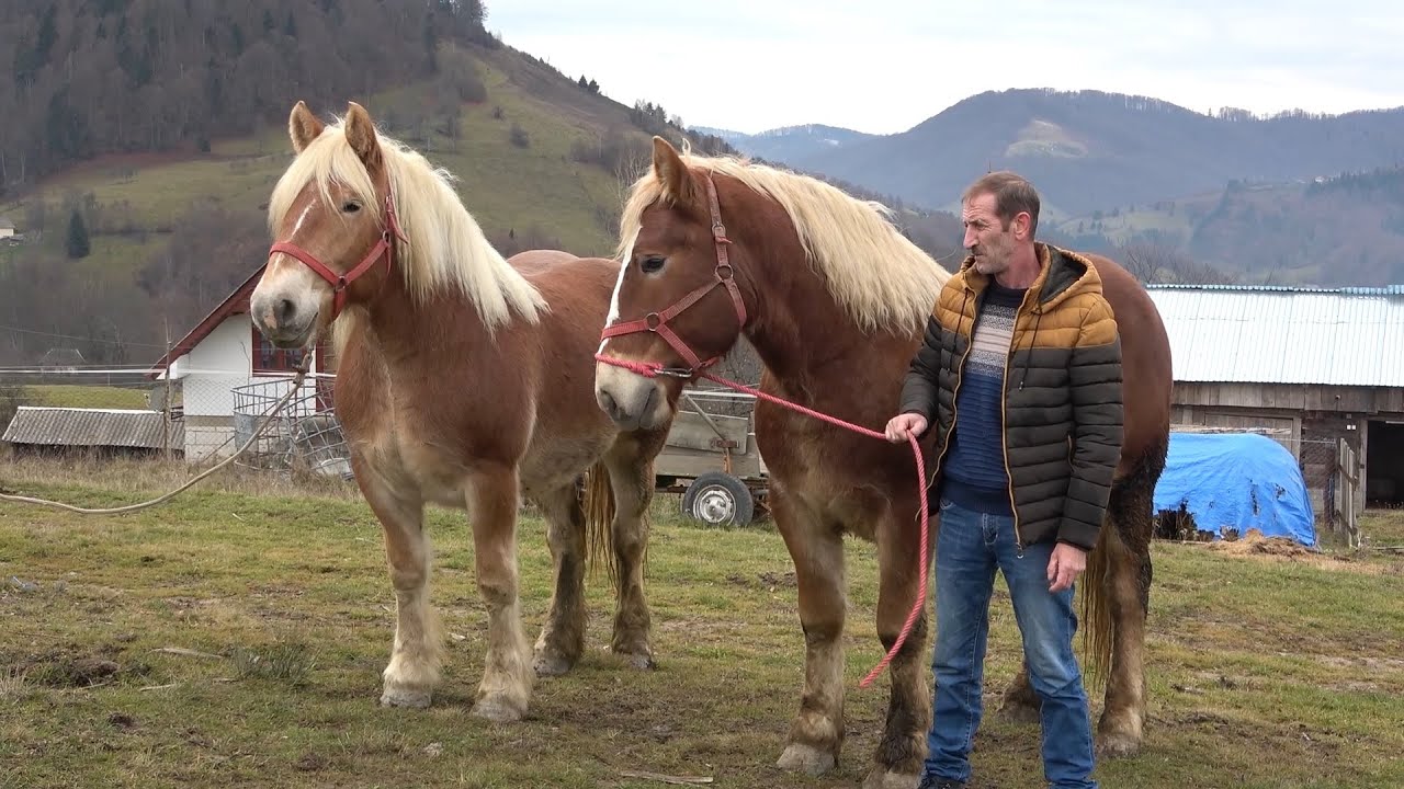 Caii lui Nicusor de la Abrud, Alba - 2022 Nou!!! - YouTube