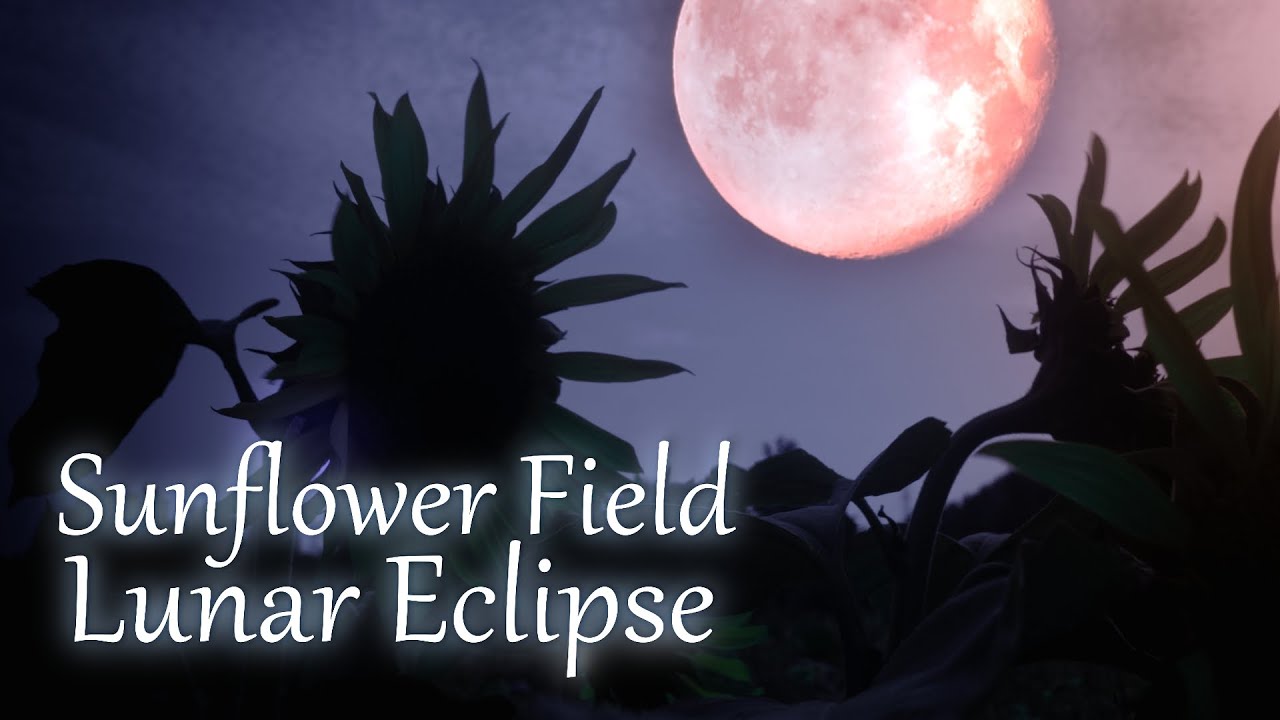 Sunflower Field Lunar Eclipse 4K - YouTube