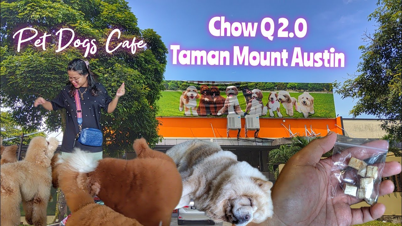 Pet Dogs Cafe (Chow Q 2.0 撸狗休闲馆) - YouTube