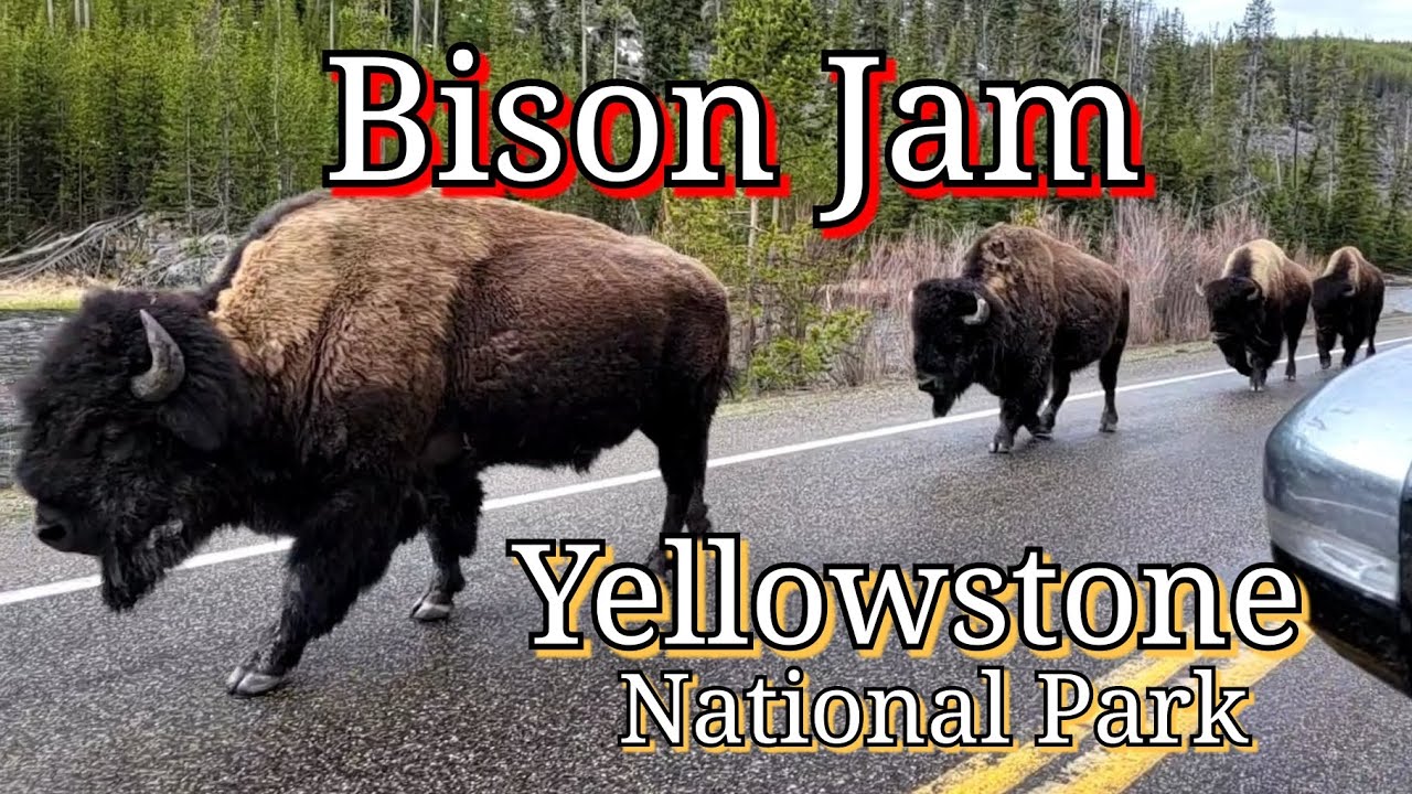Bison Jam!! Yellowstone National Park Spring of 2022. SUBSCRIBE FOR ...