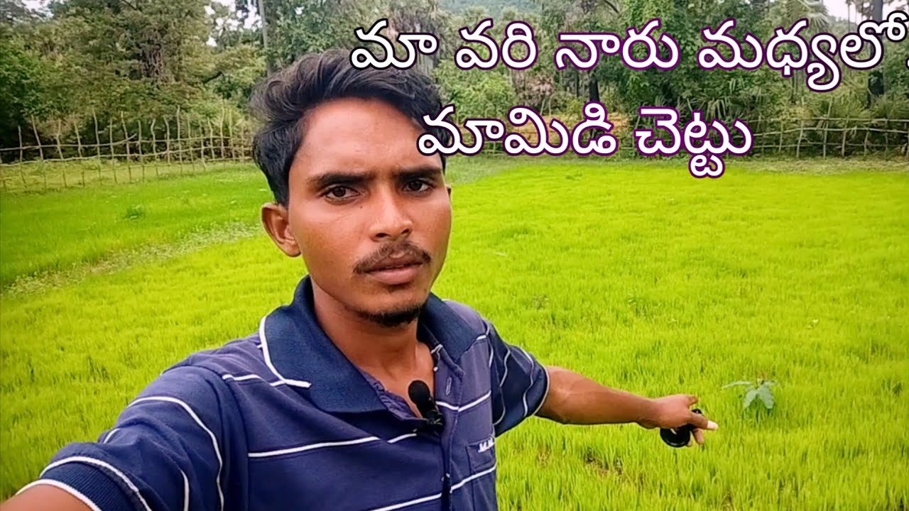 maa vari naaru madhyalo mavidi chettu.. #viral#villege#youtube#vidios# ...