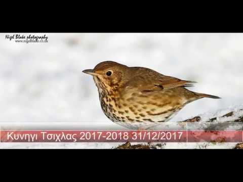 Κυνηγι τσιχλας στα καρτερια 2017-2018 - YouTube