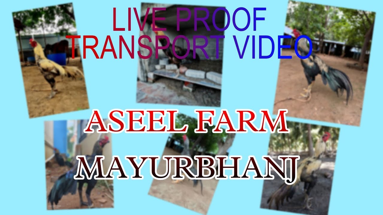 BIRDS TRANSPORTING VIDEO || ASEEL FARM MAYURBHANJ || bird farm odisha ...
