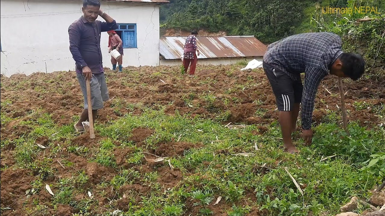 Very hard working people in Nepali Village||Potato plantation ...