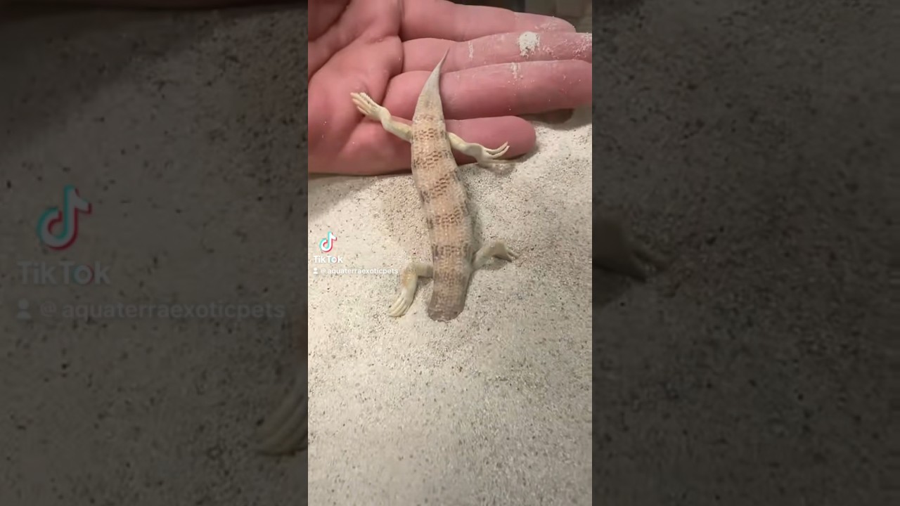 Sand Fish Skink! - YouTube