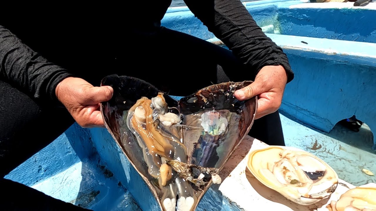 Callos de Hacha y almejas. Así los saqué - YouTube