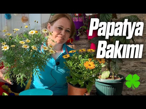 Papatya Nasıl Bakılır? | Çoğaltılması, Sulanması, Püf Noktalar
