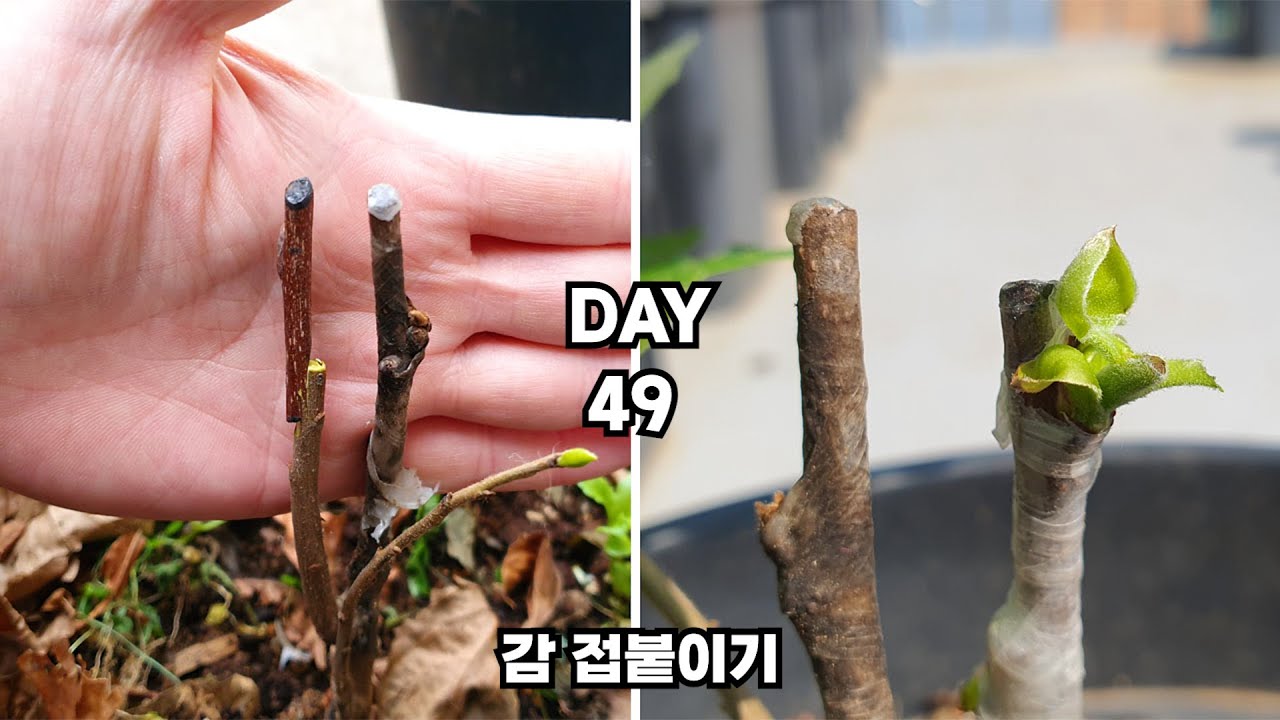 감나무 접붙이기 (수분수 / 선사환) : Grafting Persimmon Trees - YouTube