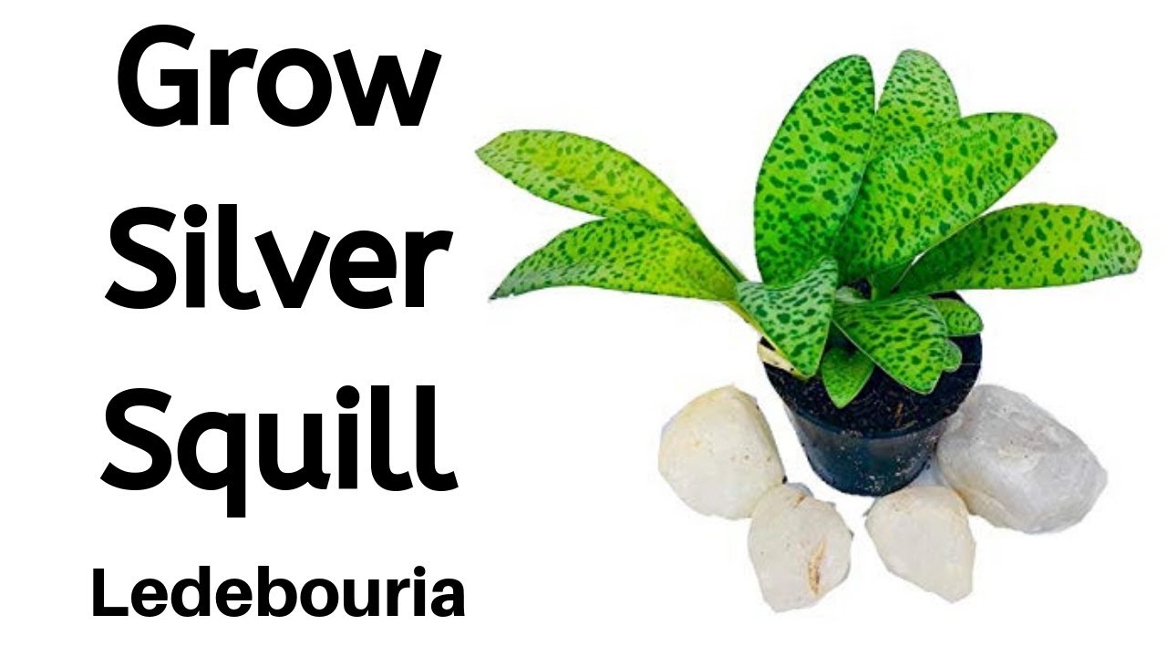 Grow Silver Squill Plant || Ledebouria - YouTube