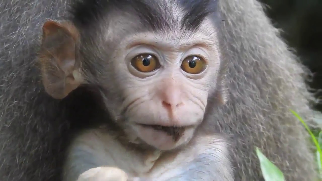 Why Baby Monkey Wrinkle ST937 Mono Monkey - YouTube