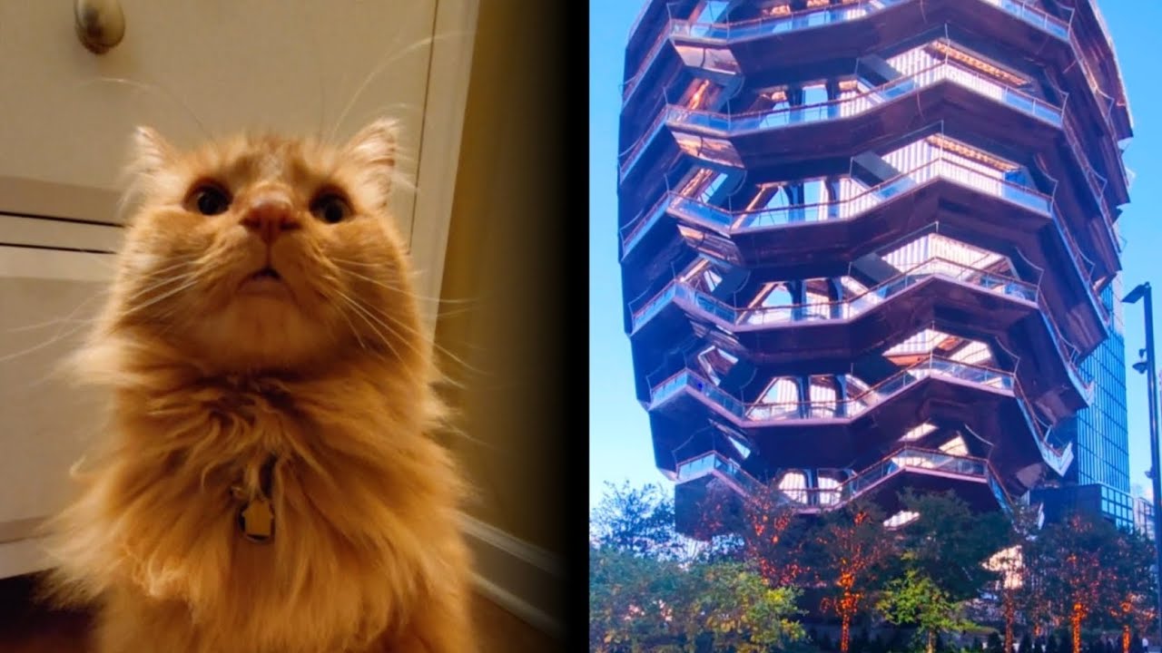 CAT Candor - "The VESSEL" - An Attraction in Hudson Yards, Manhattan ...