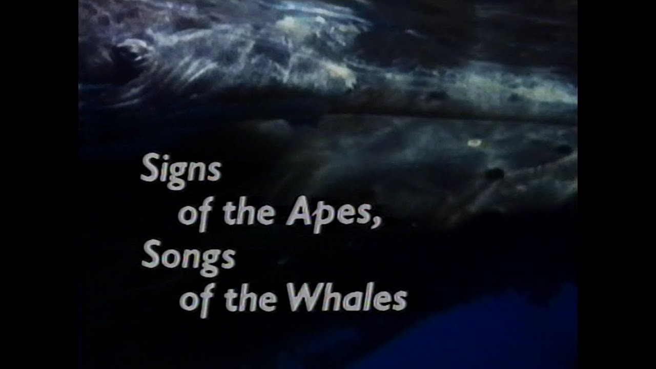 (1984) NOVA: Signs Of The Apes, Sounds Of The Whales - YouTube