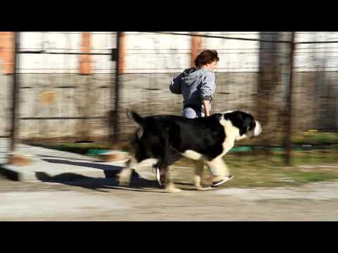 Видео Таюр Линкор - YouTube