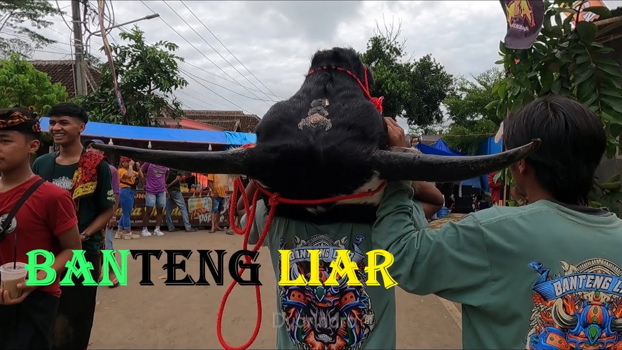 BANTENG LIAR - YouTube