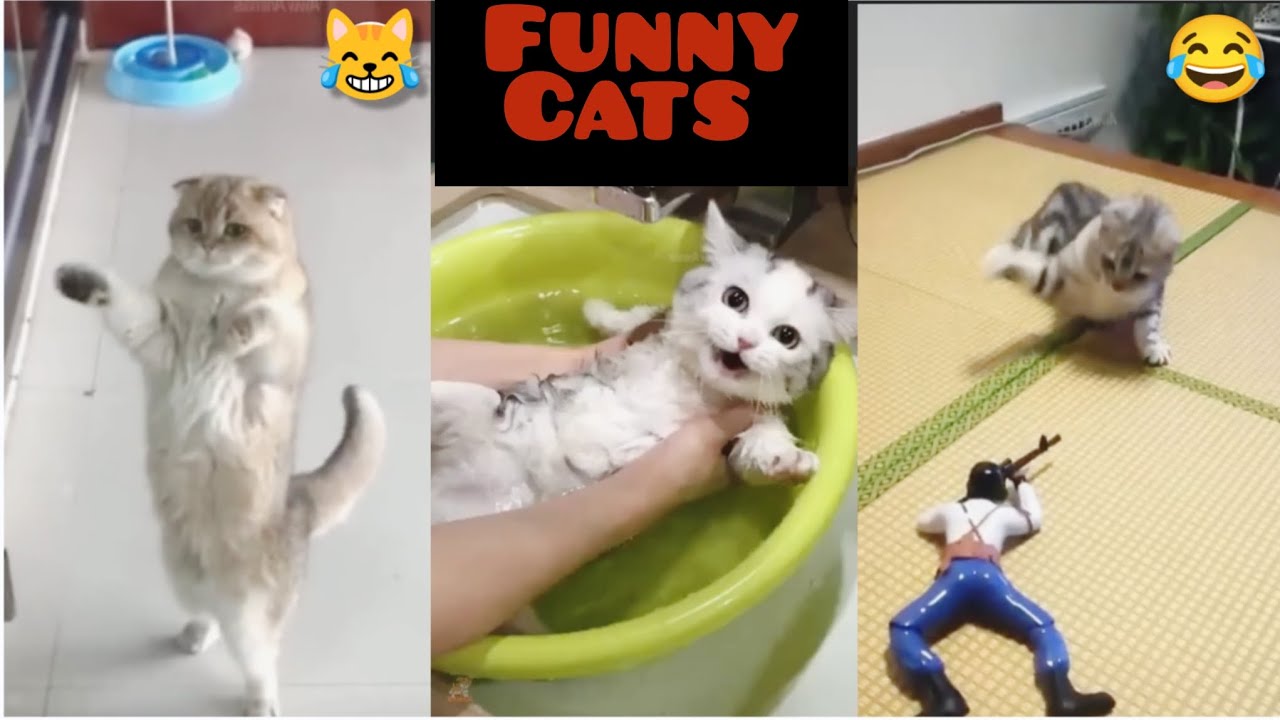CATS ARE SOMETHING ELSE 😂 BABY CATS - CUTE AND FUNNY VIDEOS COMPILATION ...
