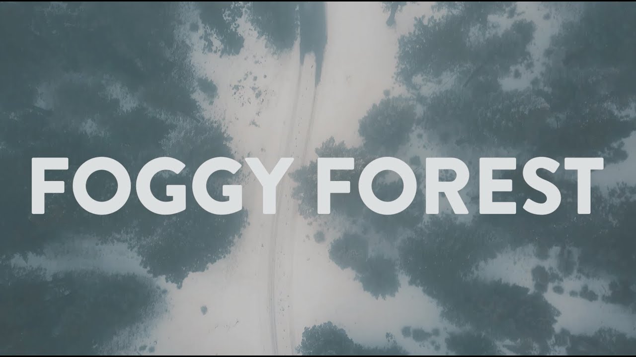 Foggy Forest - YouTube