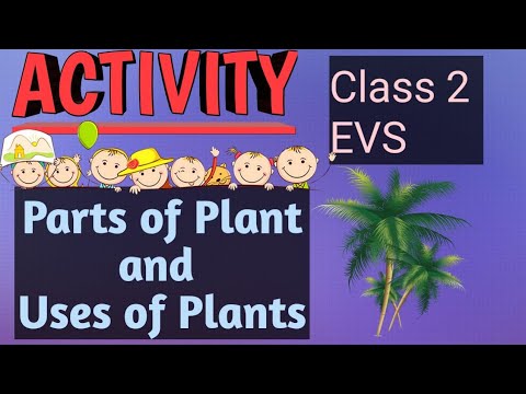 Activity | Parts of Plant | Uses of Plants | Class 2 EVS | School ...