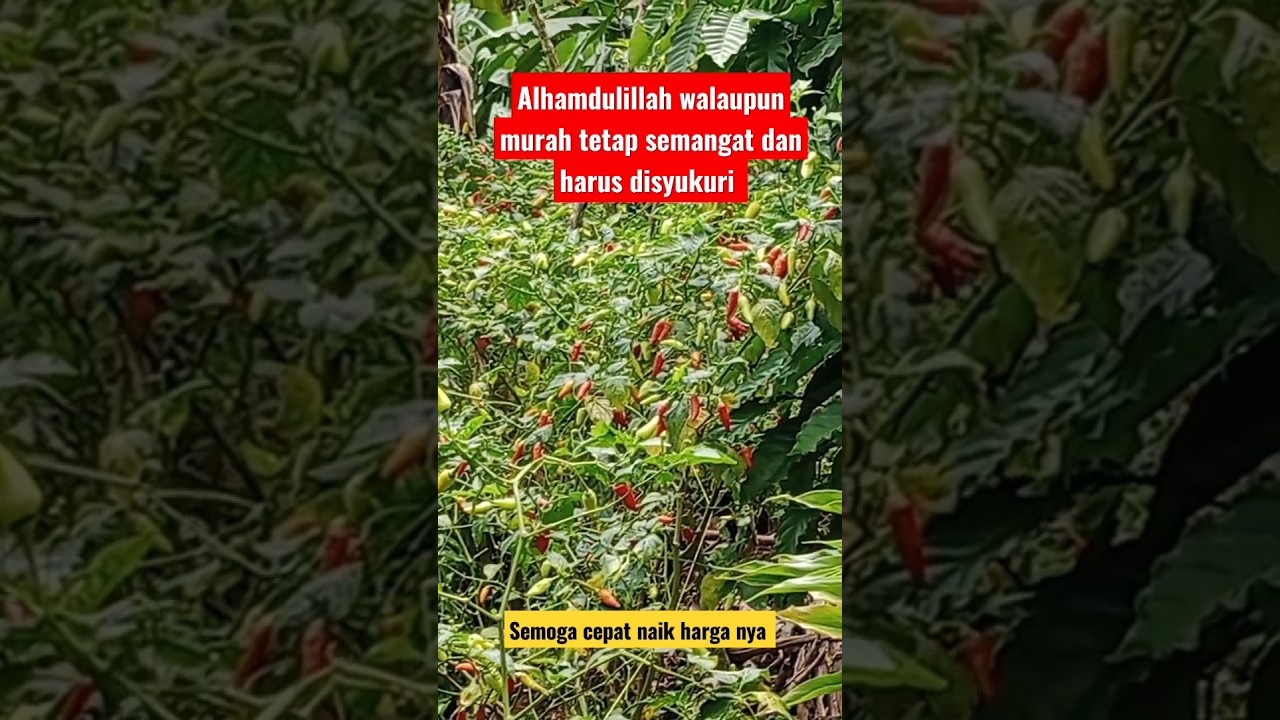 merah merona''siap dipanen - YouTube