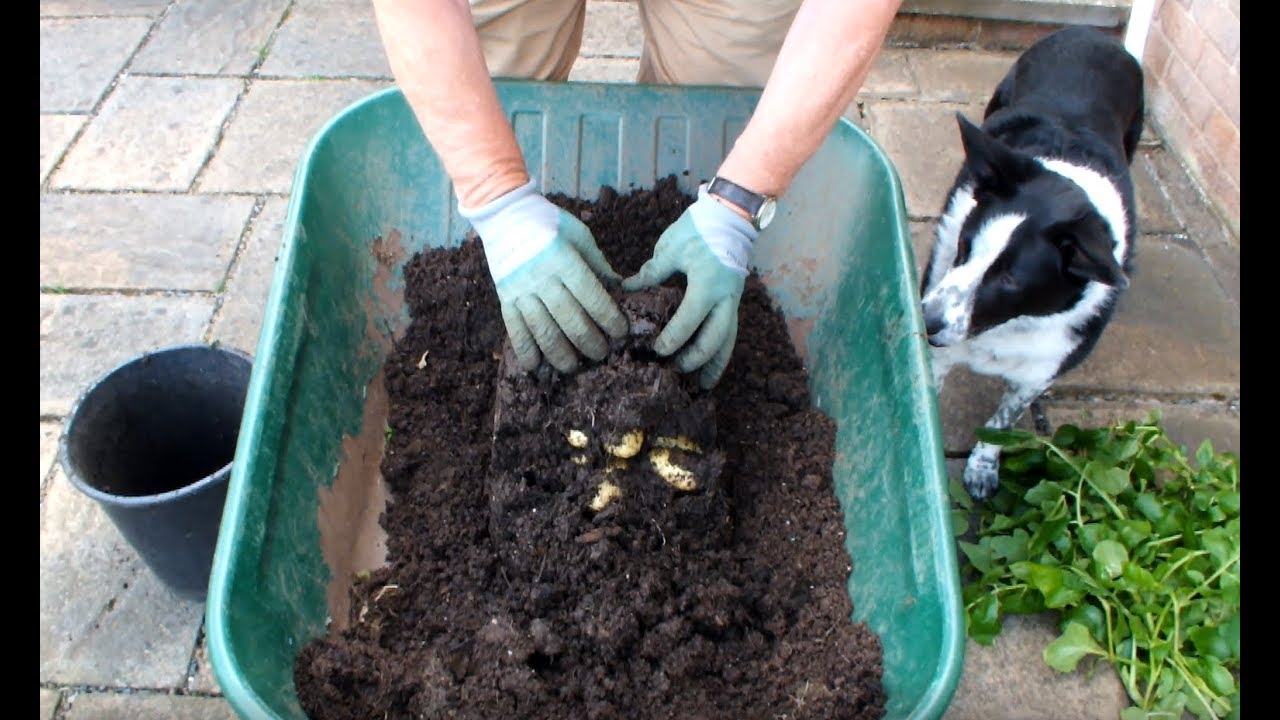 Grow Potatoes Small bucket potato reveal. Grow Vegetables. - YouTube